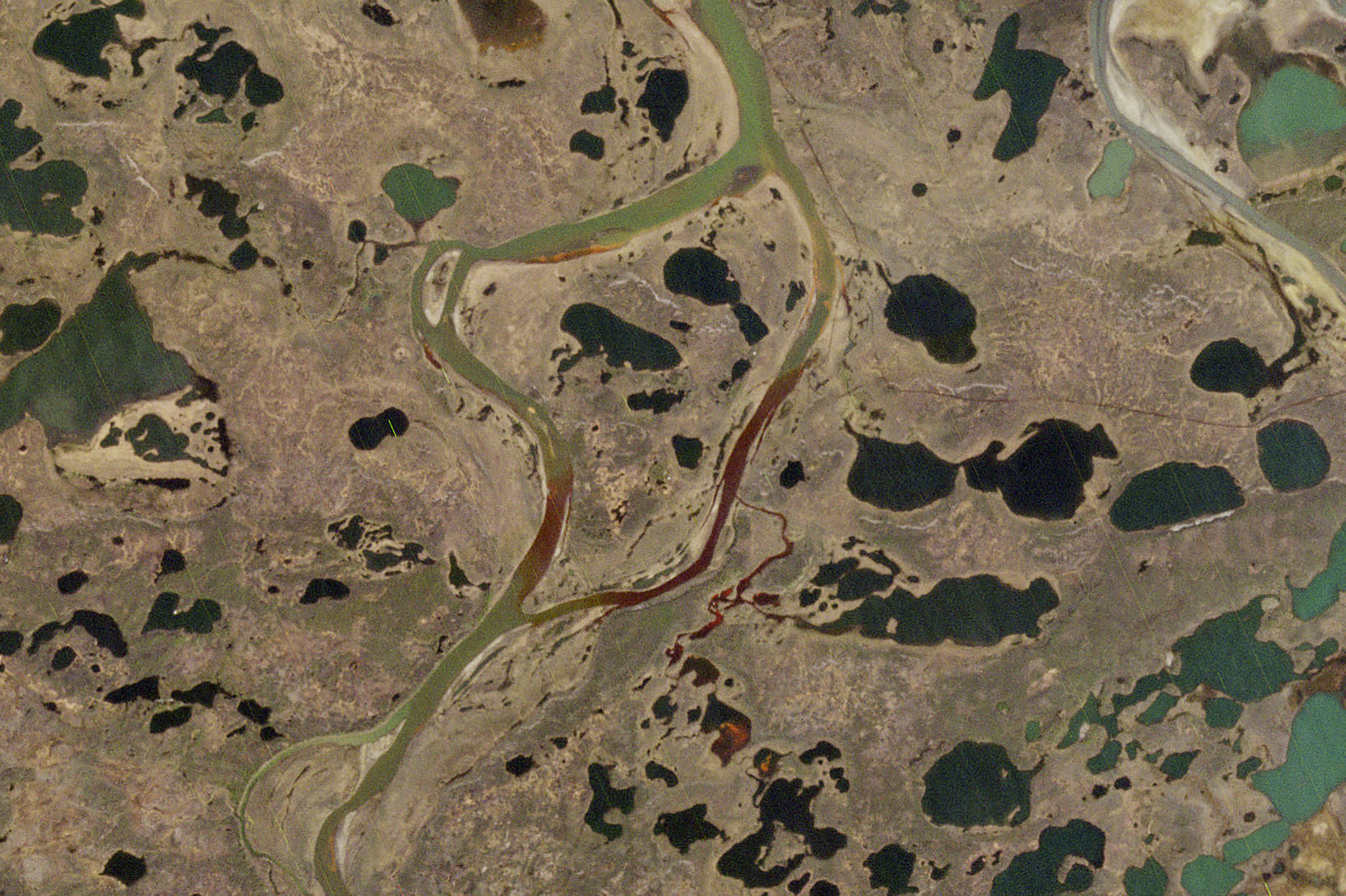 Marée rouge en Arctique : le drame vu du ciel