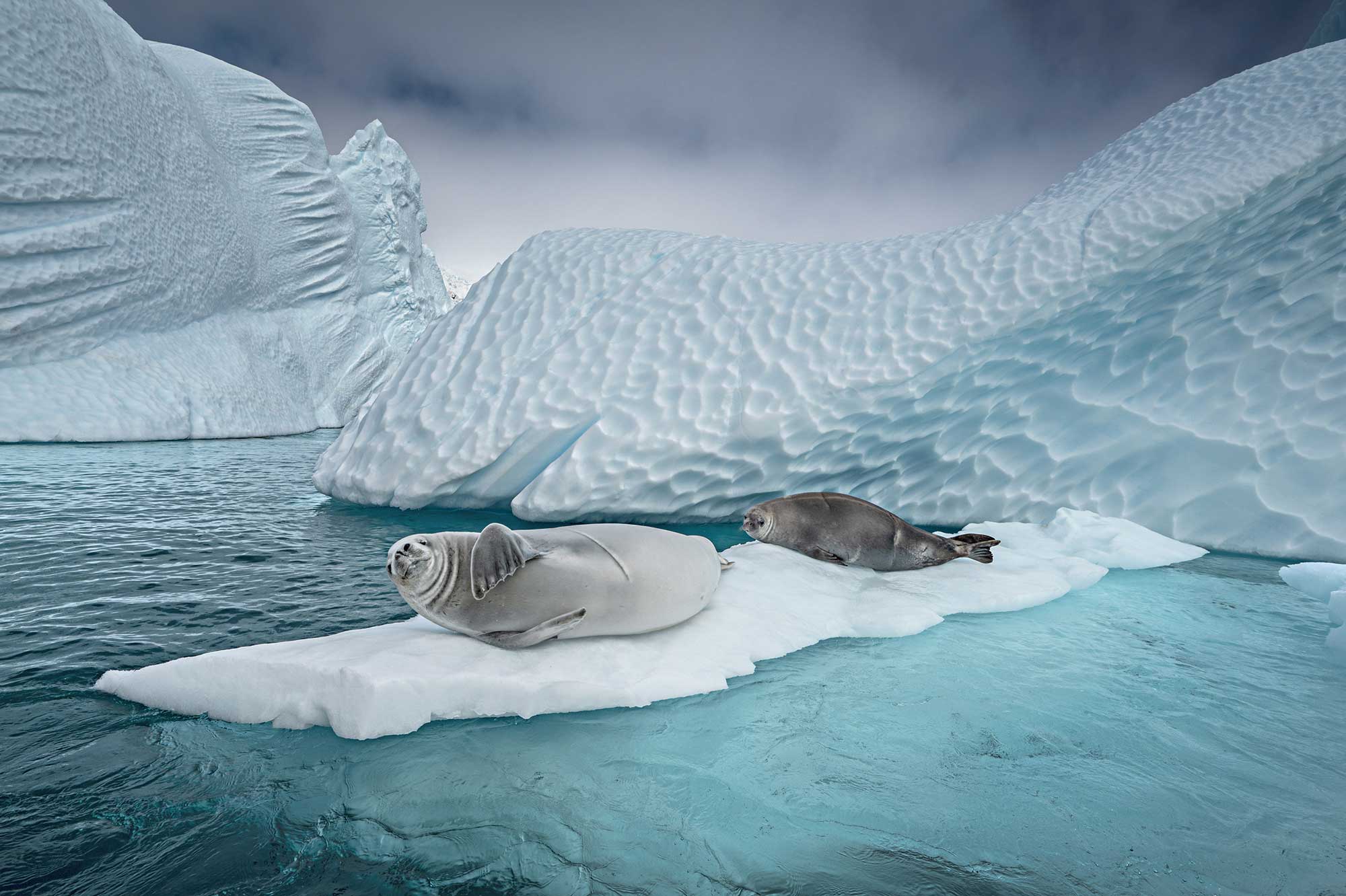 L’Antarctique, un écosystème menacé en images