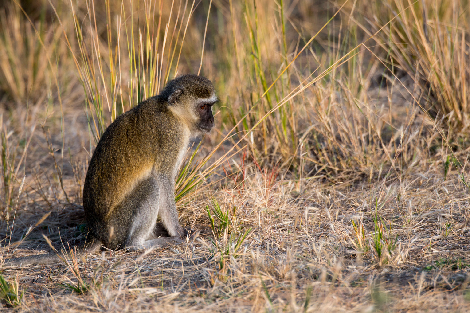 Inquiétudes après la découverte de "singes verts" en Guadeloupe