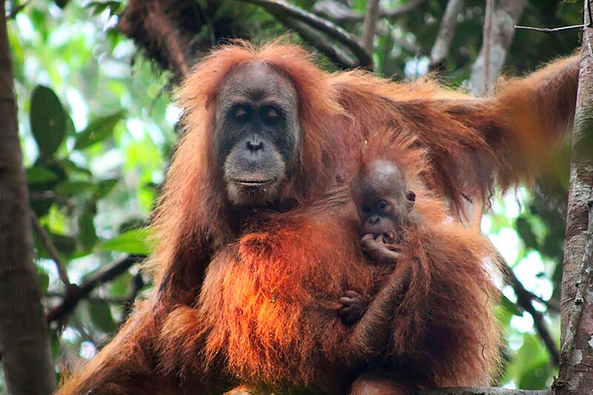 Une nouvelle espèce de grand singe a été découverte