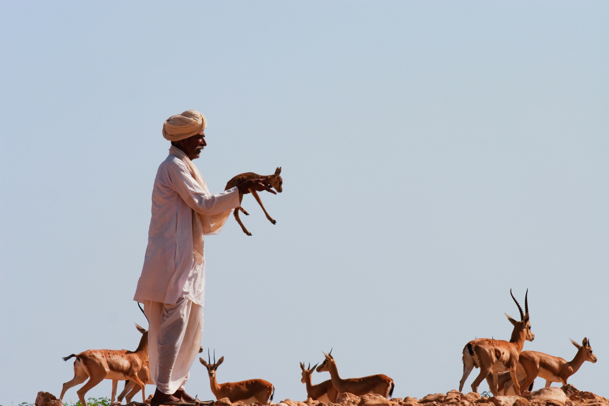 Rencontre avec les Bishnoïs, premiers écologistes de l'humanité