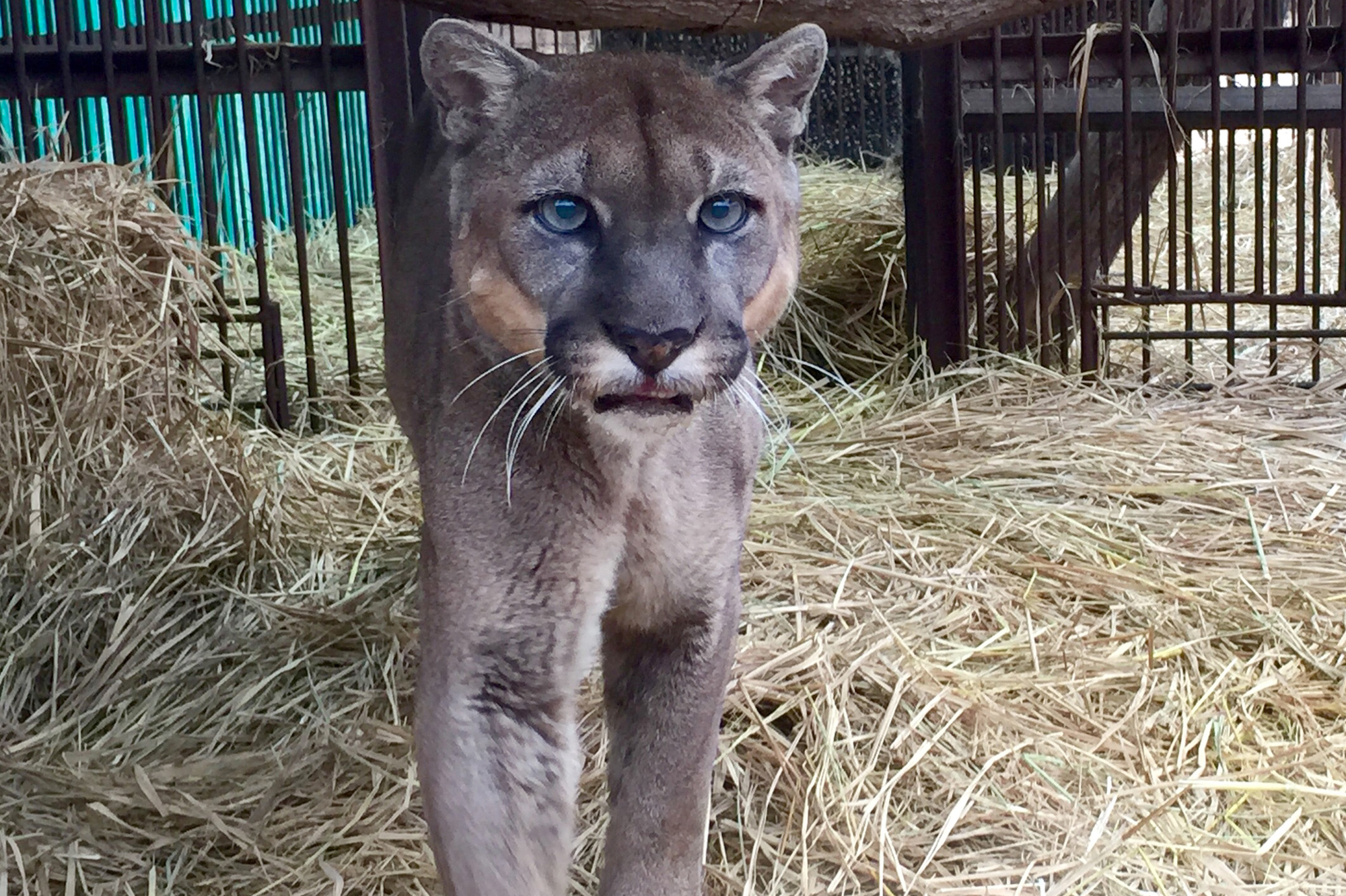 La nouvelle vie de Mufasa le puma - Au Pérou