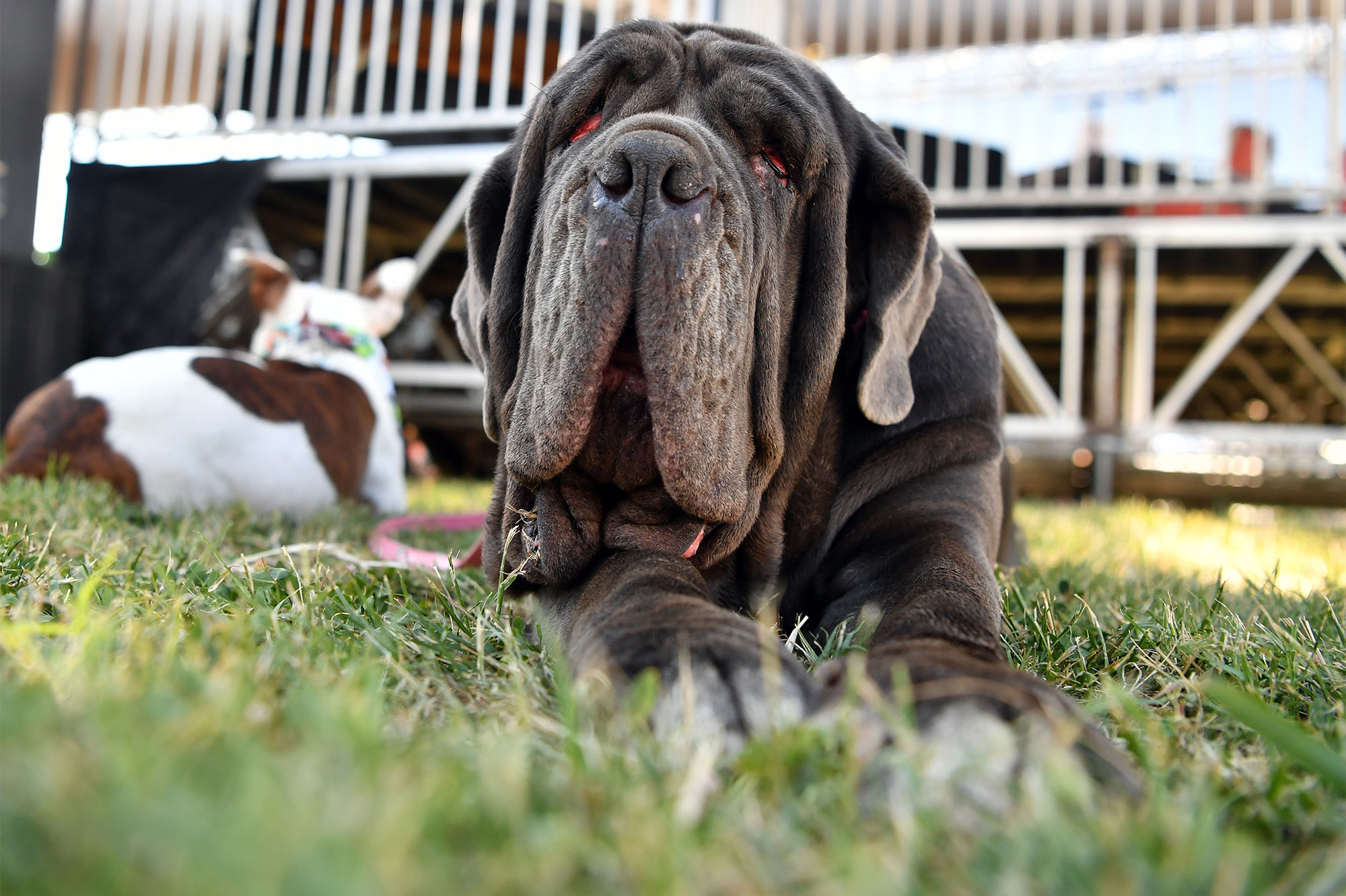 Martha, le chien le plus laid du monde