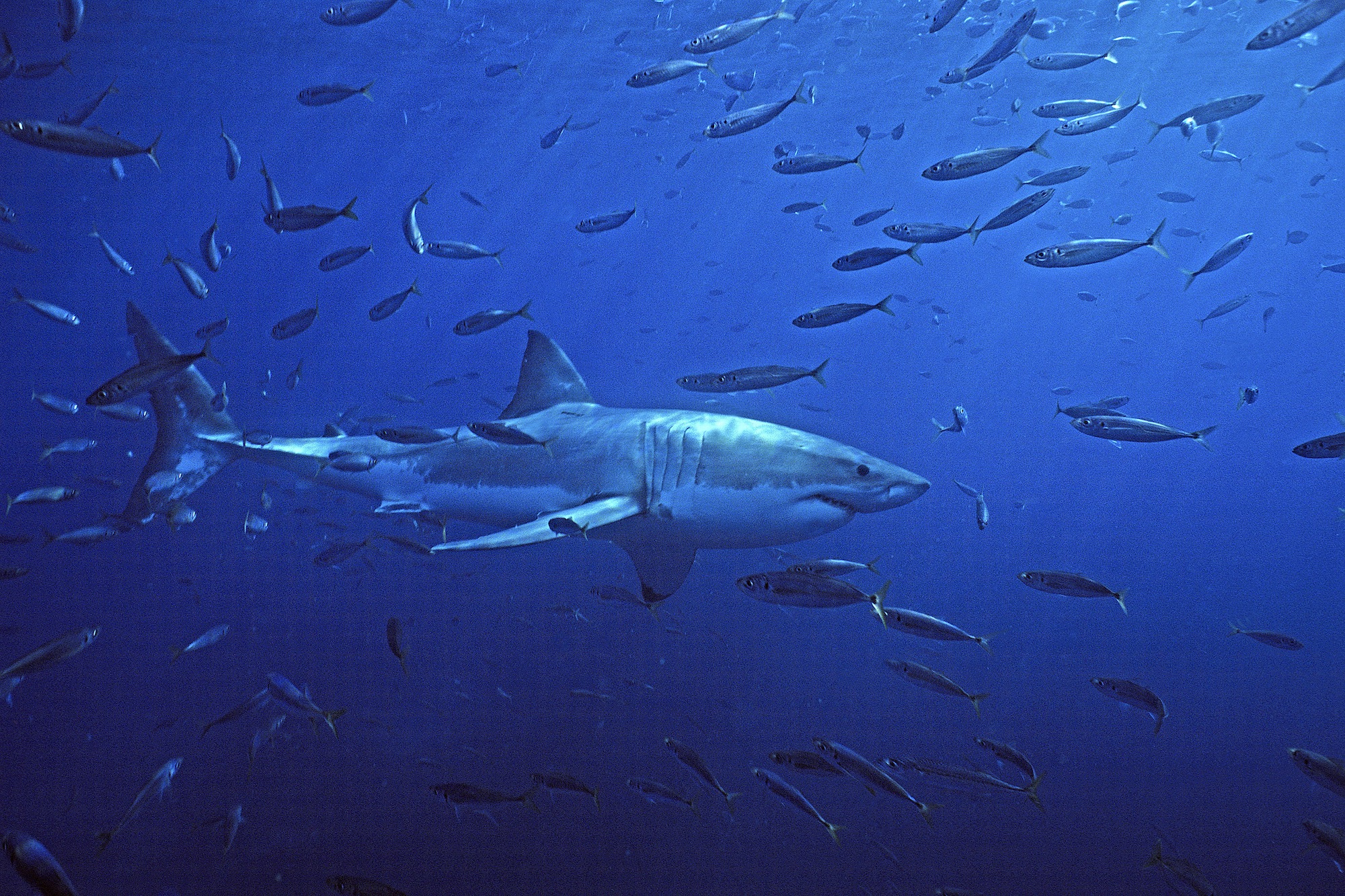 Un surfeur gravement blessé par un requin en Australie