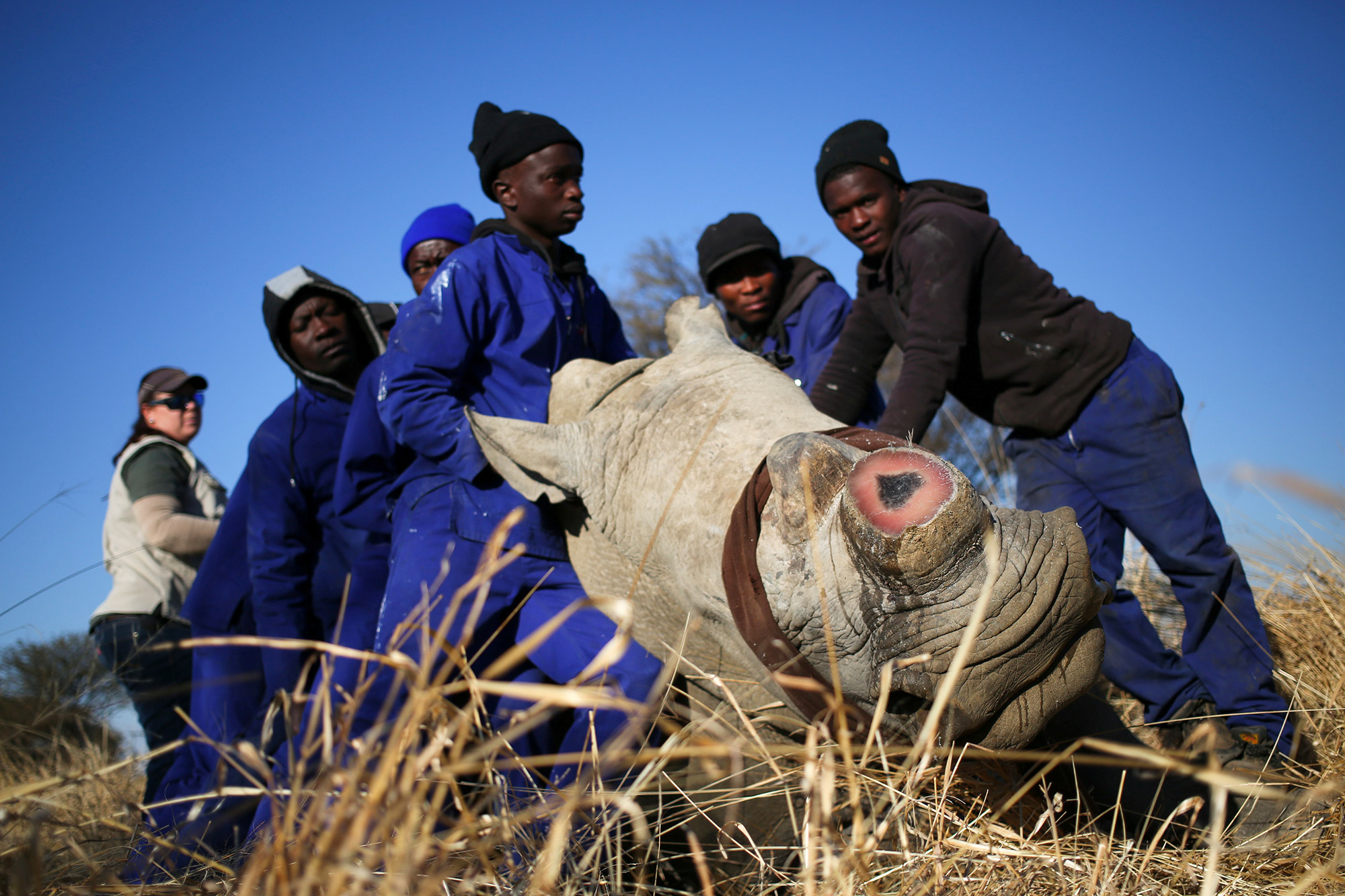 Dans le parc Kruger, rangers et braconniers mènent une guerre totale