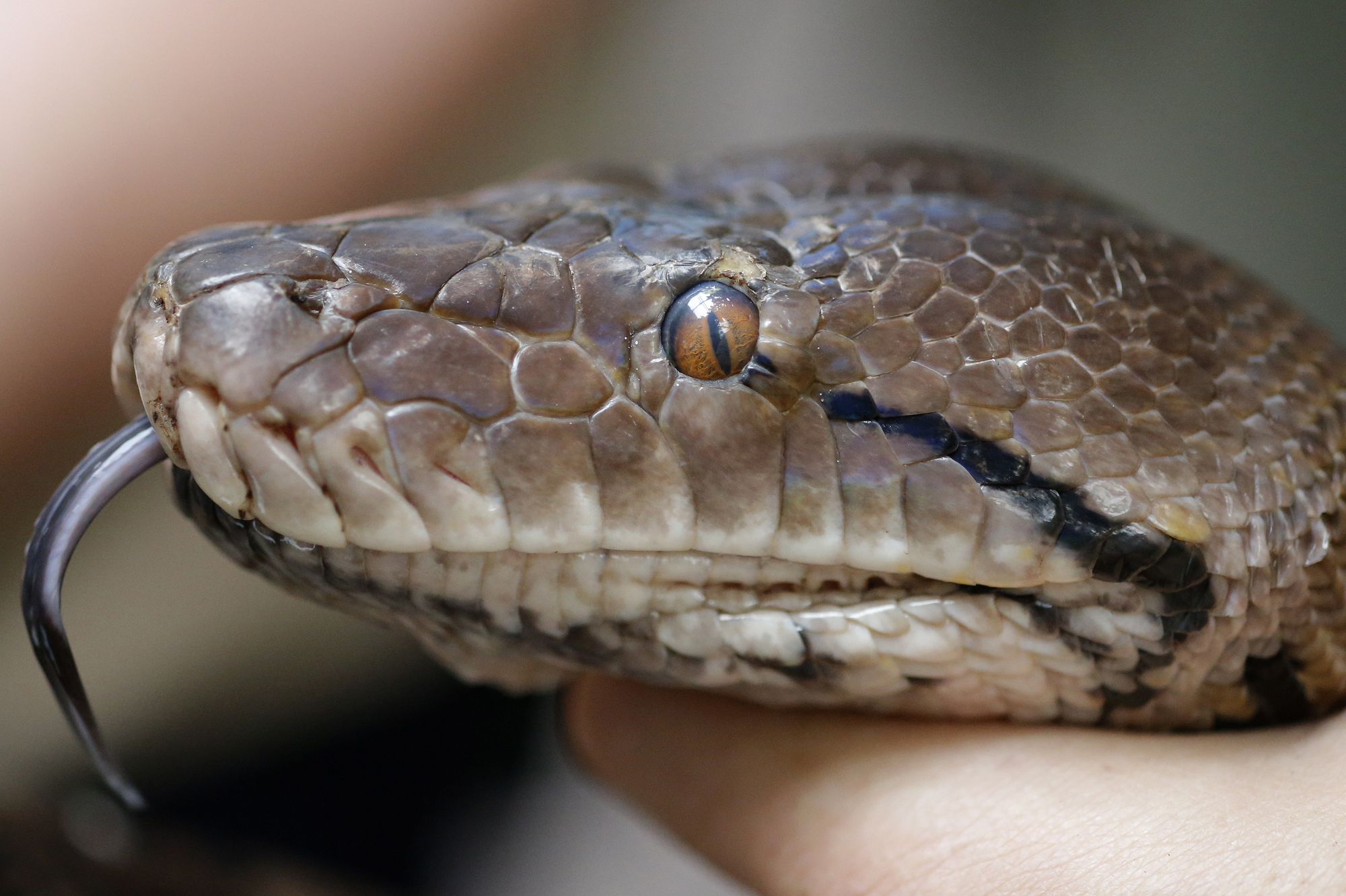 Wessie, un serpent géant hante le Maine