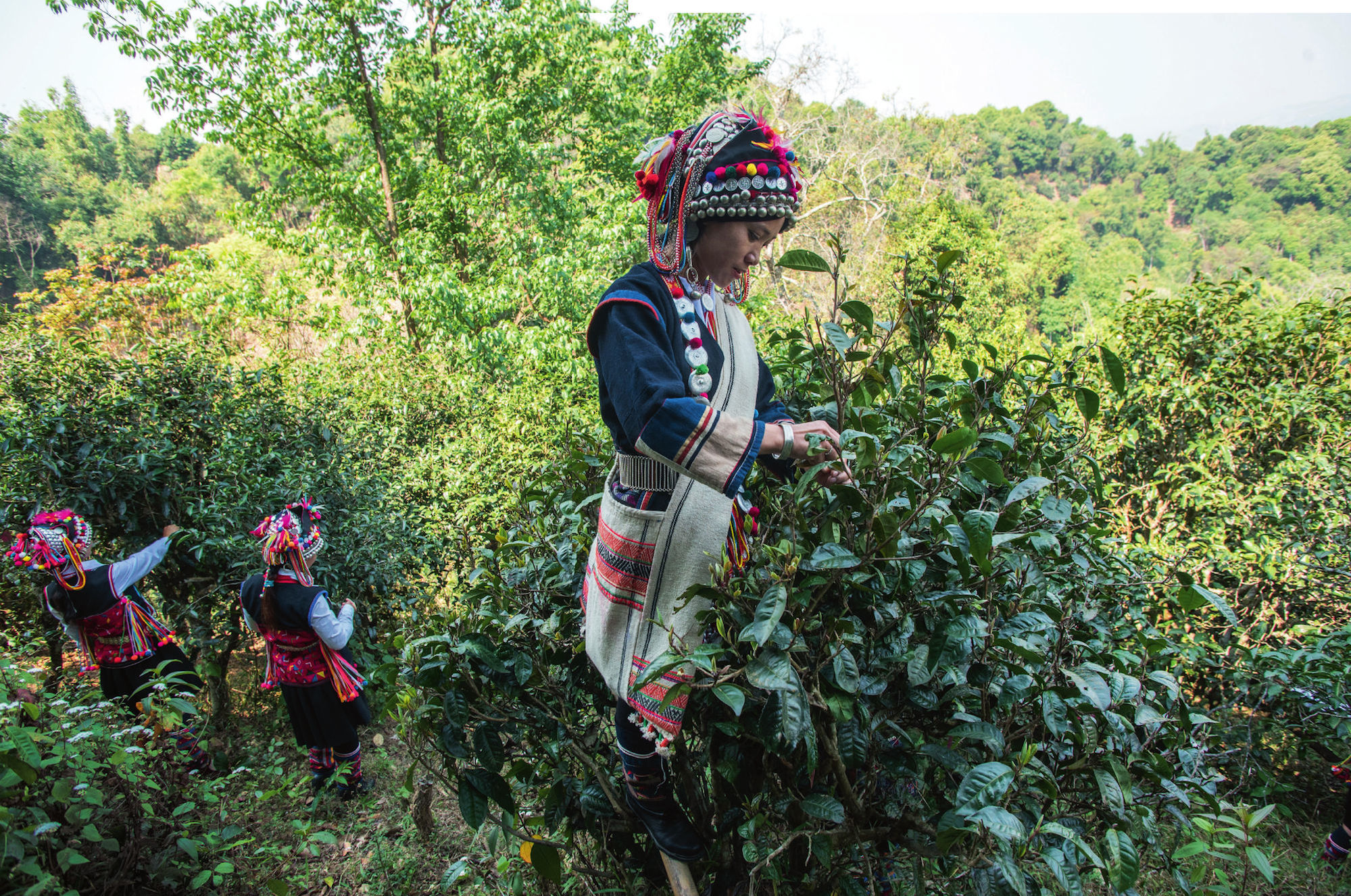 Cha Ling l’esprit du thé en beauté