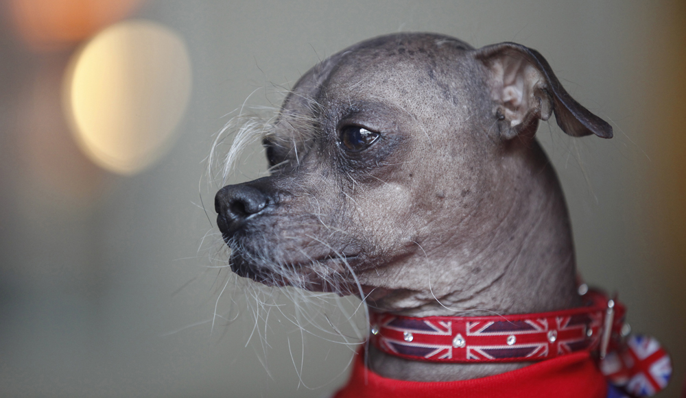 Mugly, le chien le plus laid du monde