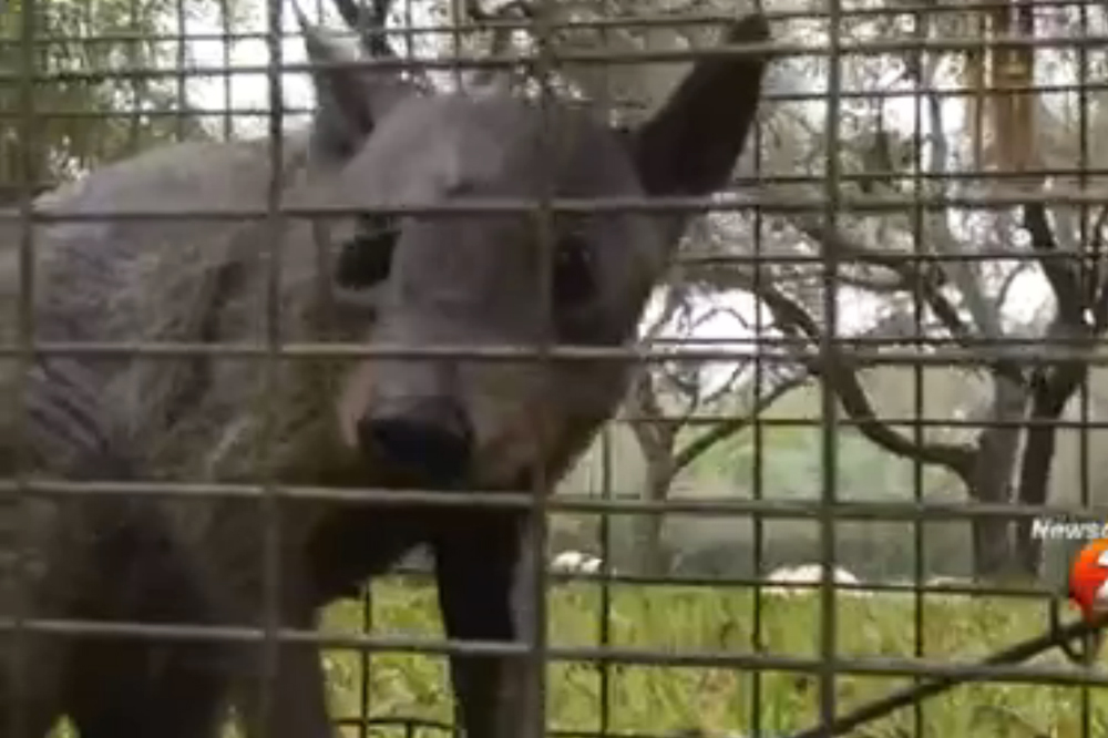 Un chupacabra capturé au Texas ? - Dark Zone