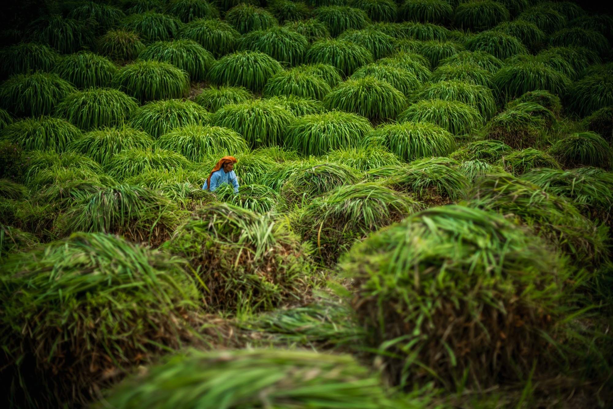 Java et Sumatra : les vertus de l’or vert