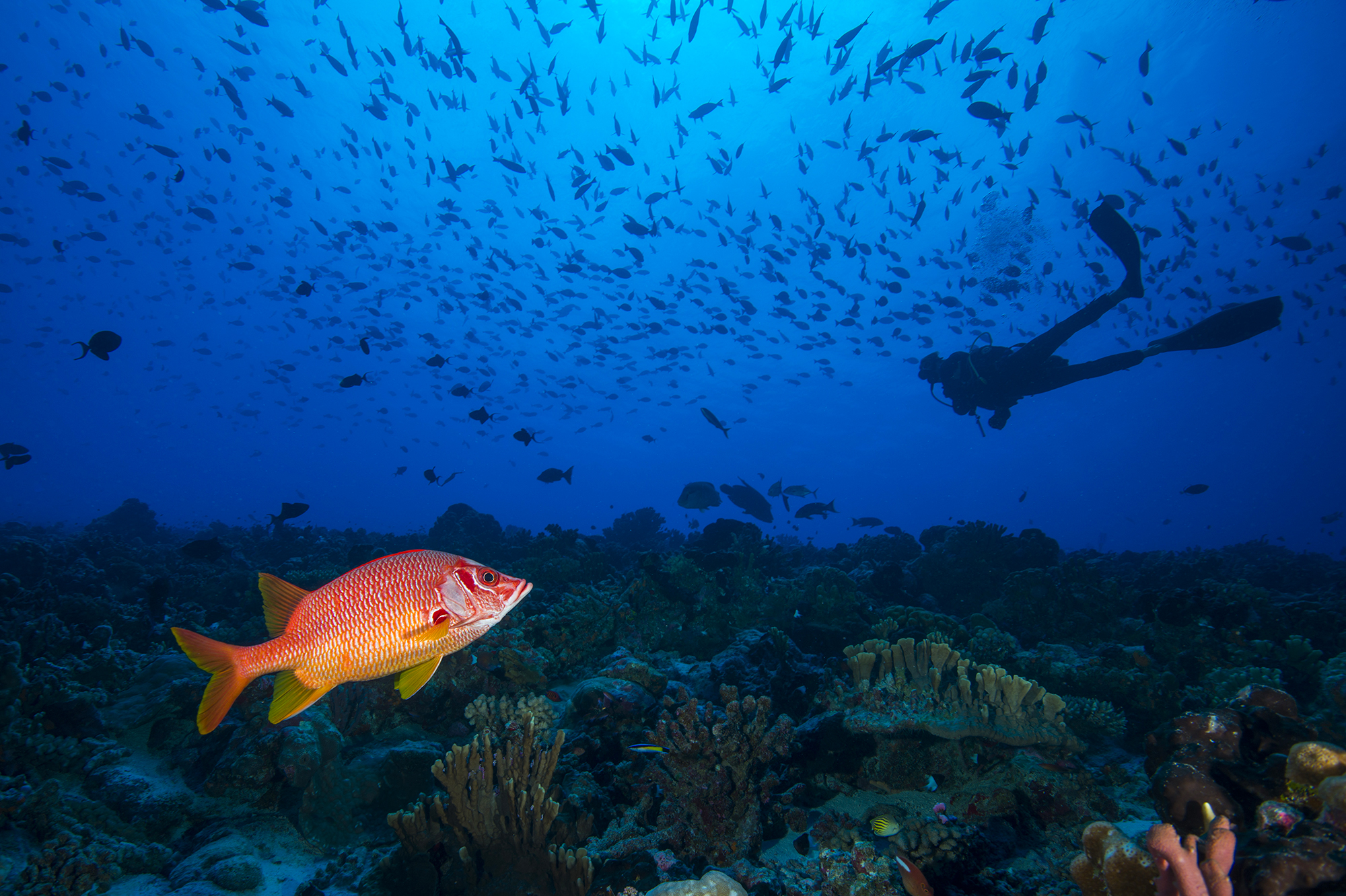 L’ONU planche sur un accord pour protéger la haute mer