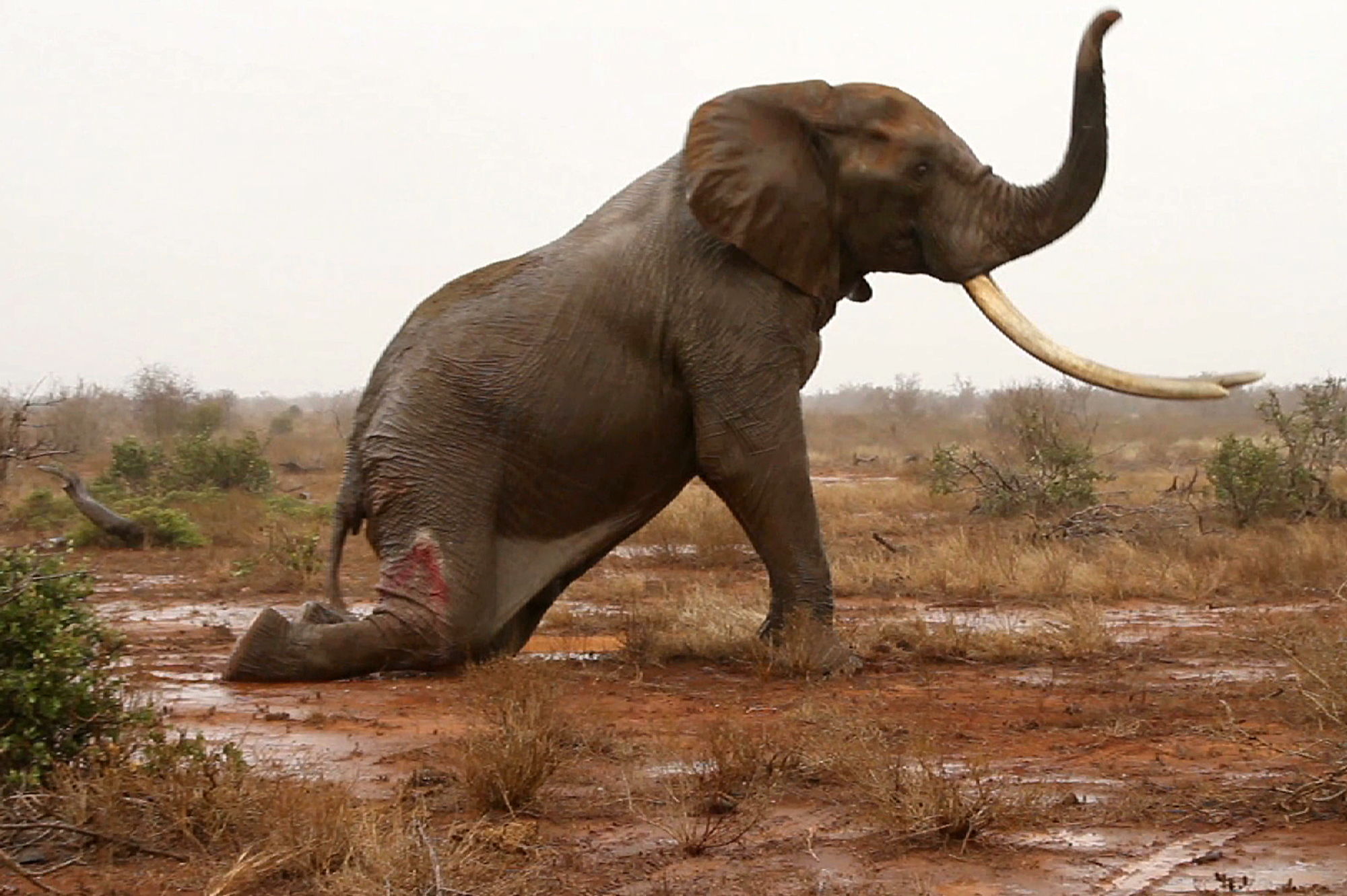 Visé par les braconniers, un éléphant sauvé in extremis - Au Kenya