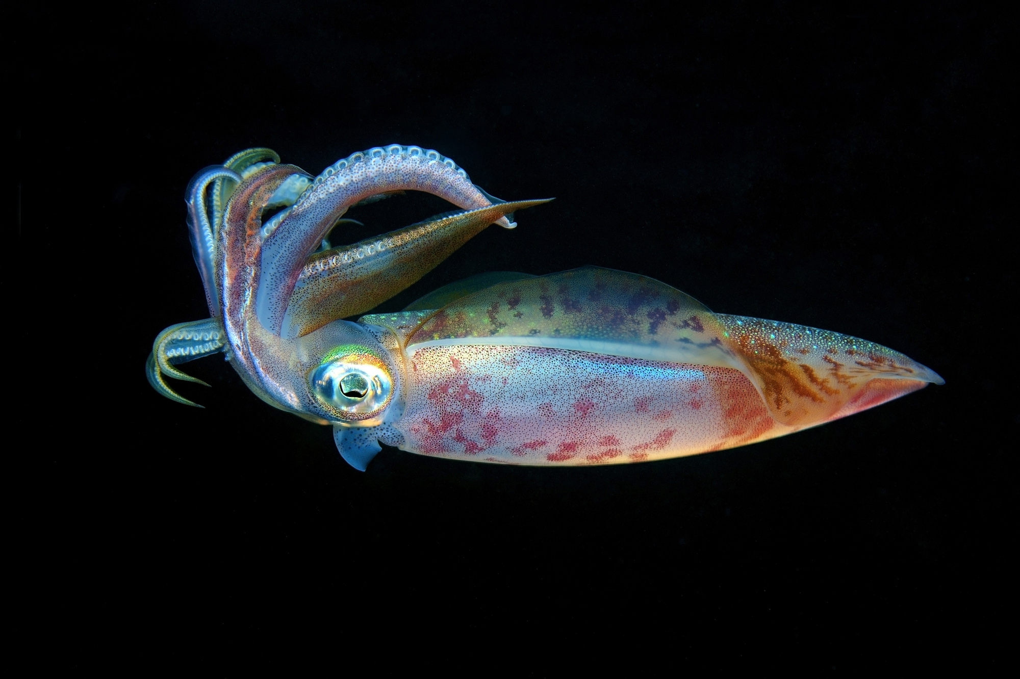 La beauté tentaculaire des calamars de la mer rouge