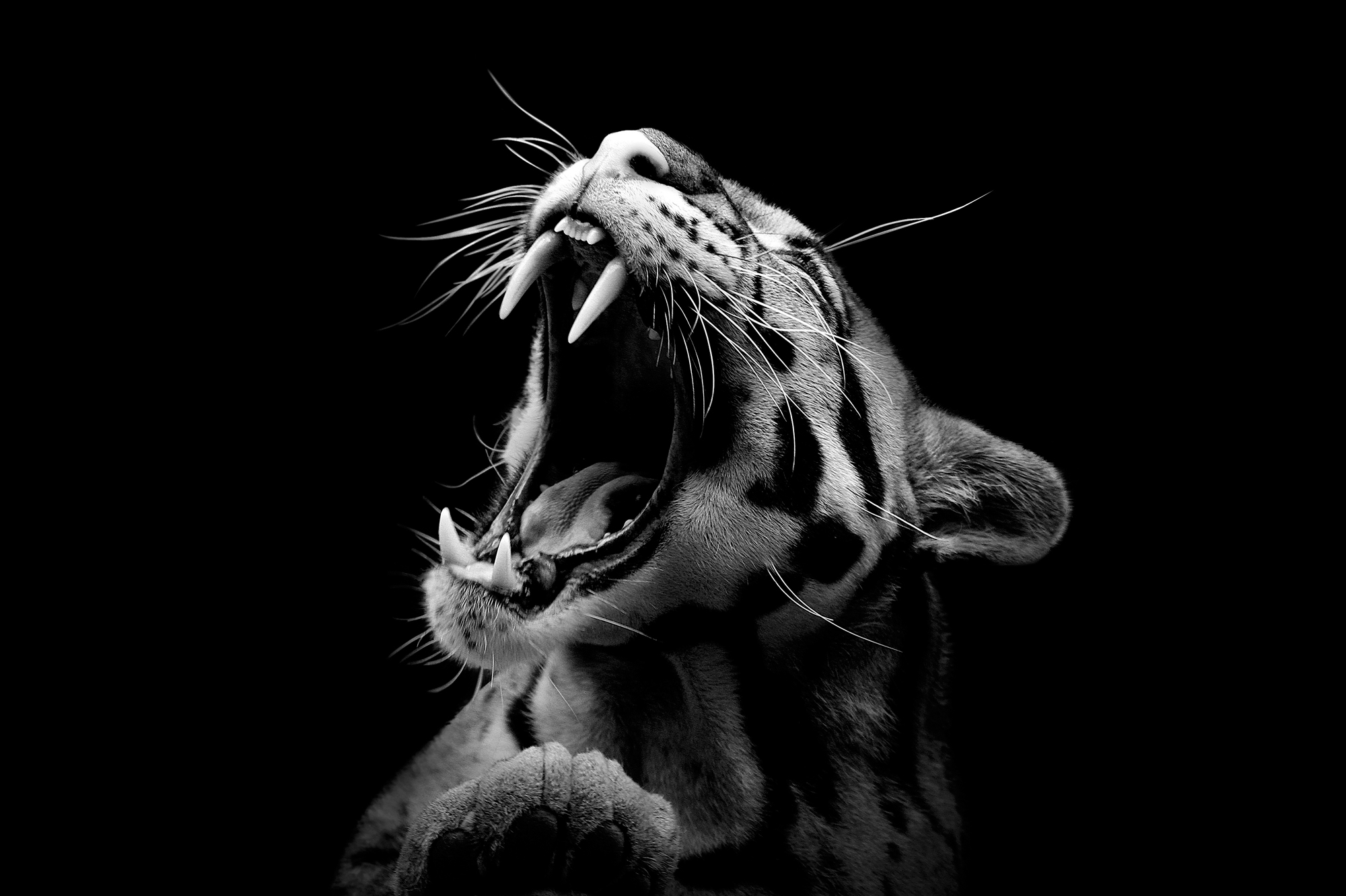 La nature en noir et blanc