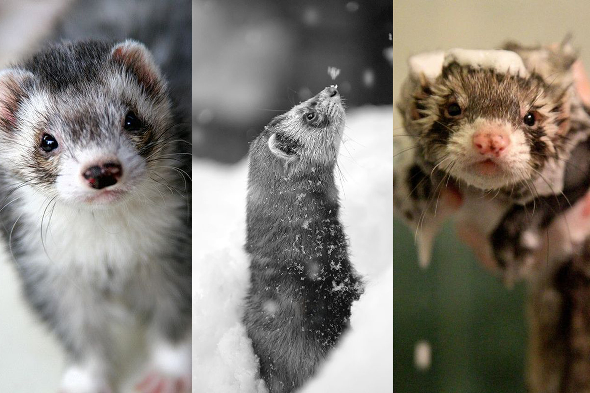 Les 10 furets futés repérés sur Pinterest - En images