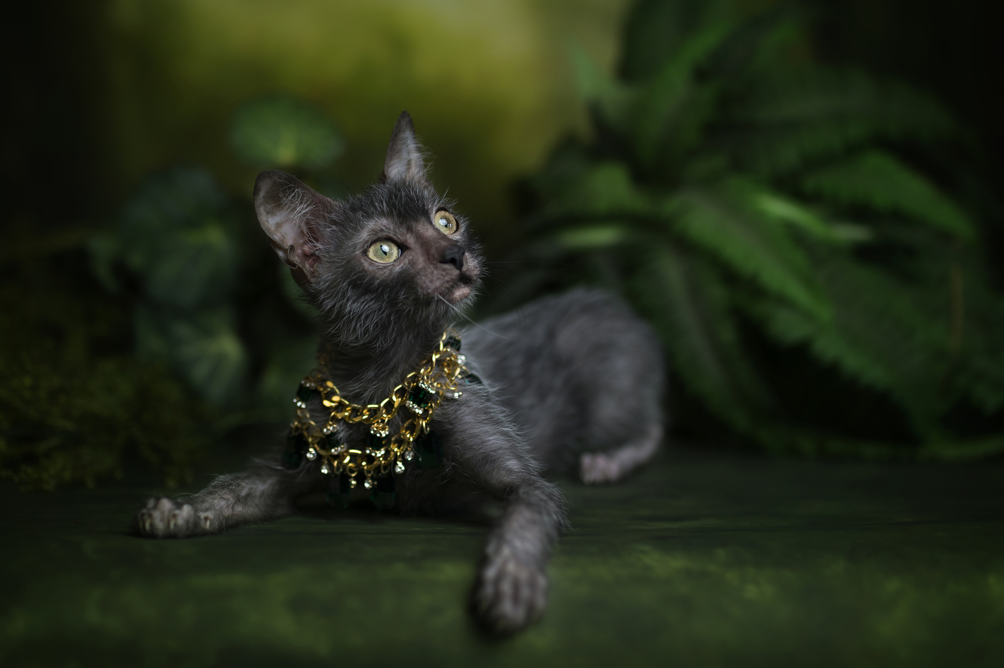 Le lykoi, le chat-garou