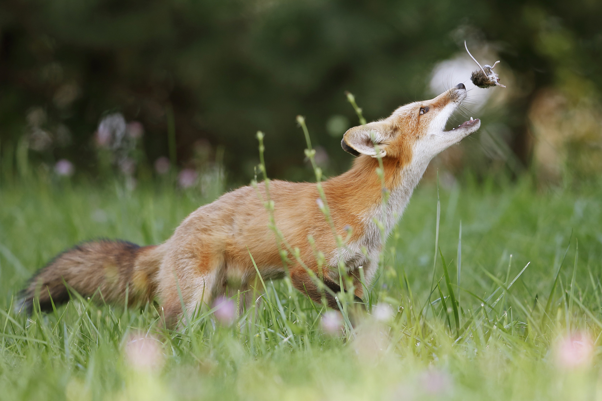 Le renardeau et la souris - La fable de la nature