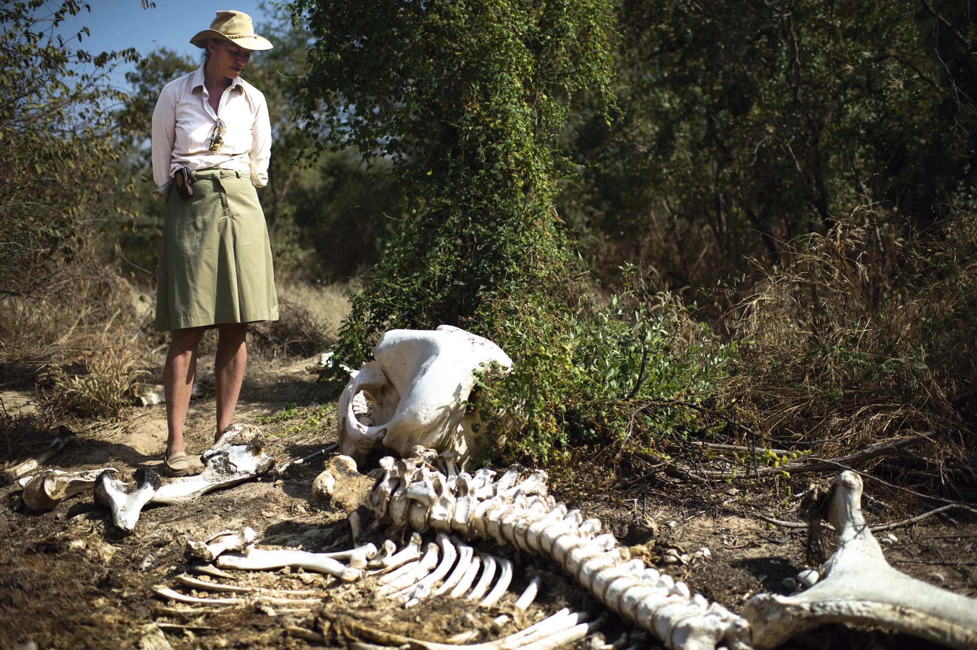 Ces éléphants qu’on assassine - Braconnage