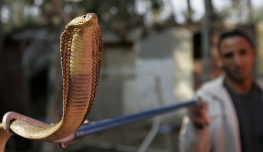 New York: Le cobra égyptien star de Twitter