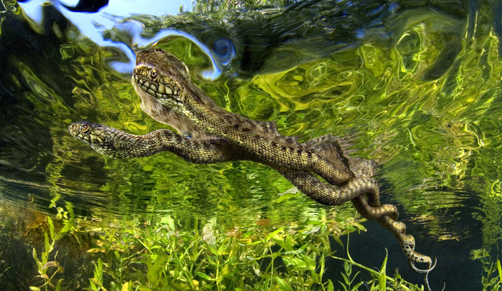 Animal menacé, animal familier