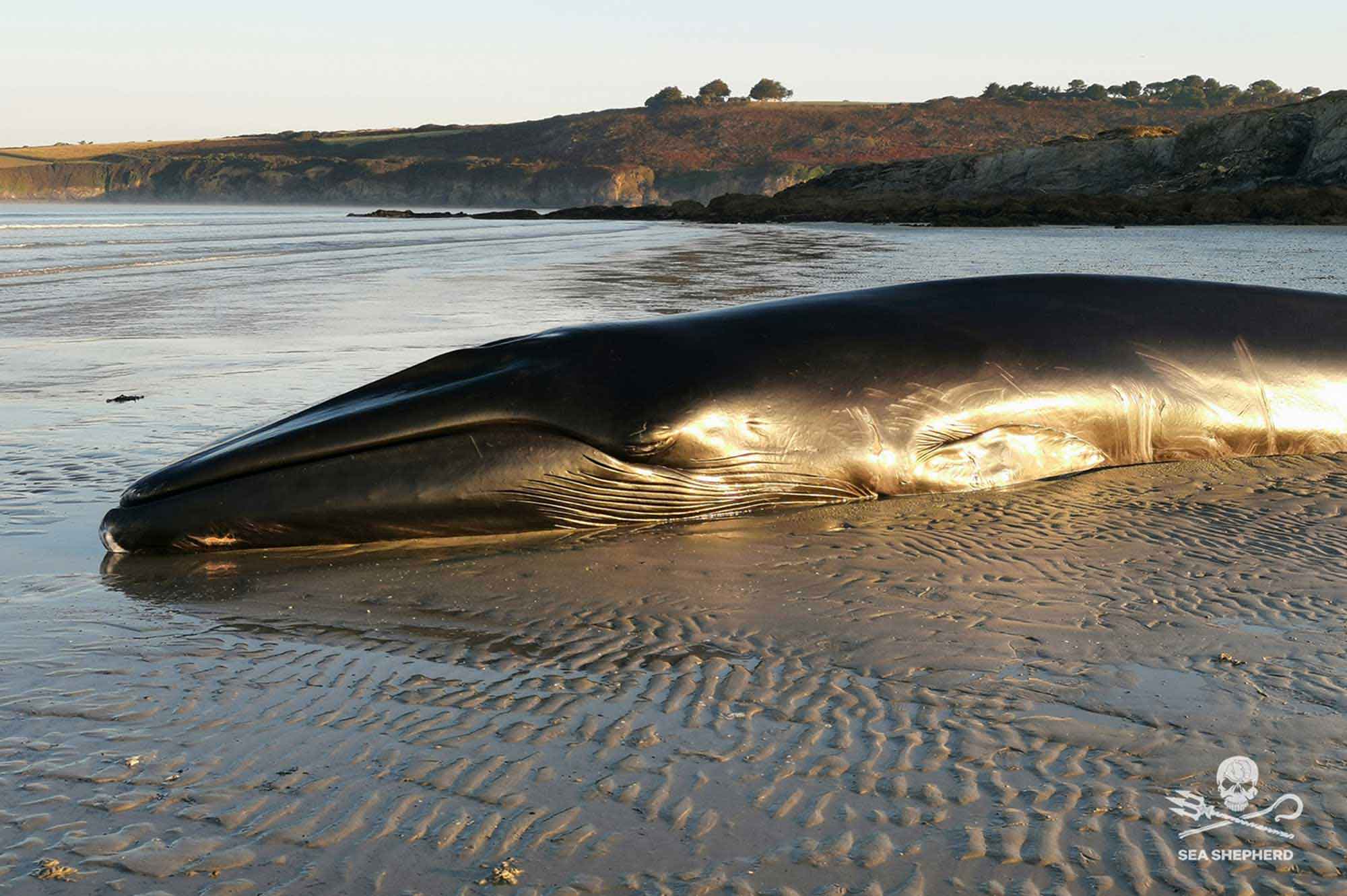 Un rorqual s'échoue sur l'île de Tristan, sans doute le même que la ...