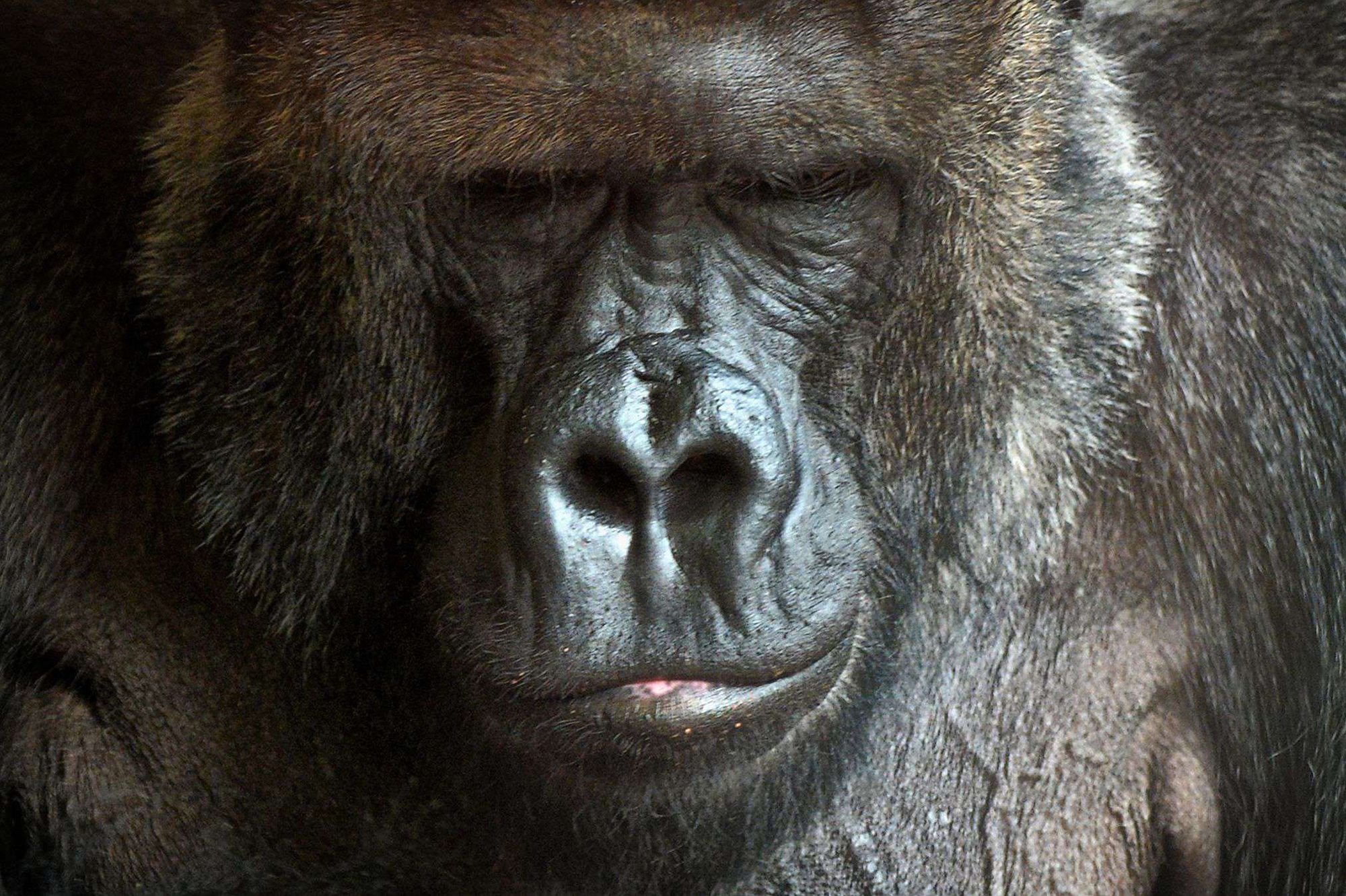 Près de 70% de la faune sauvage a disparu depuis 1970, selon le WWF